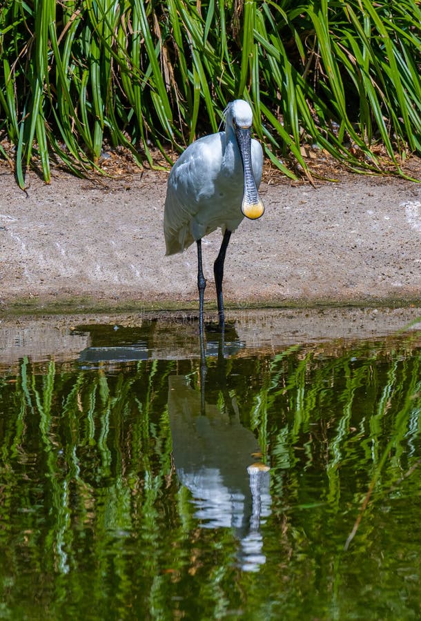 Eurasian Spoonbill or Common Spoonbill Platalea Leucorodia Stock Photo ...