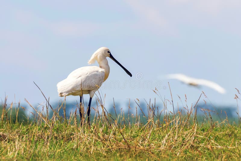 Eurasian Spoonbill Platalea Leucorodia Common Spoonbill Stock Photo ...