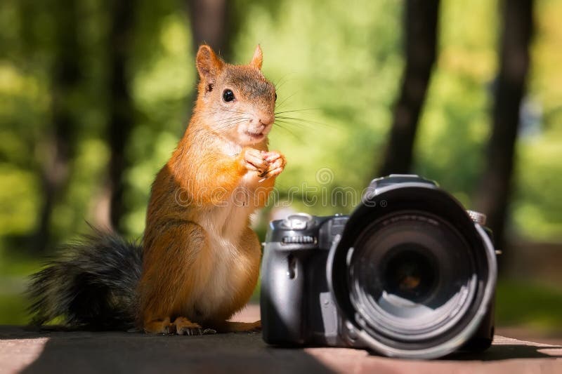 Squirrel with a camera stock image. Image of funny, close - 132334541