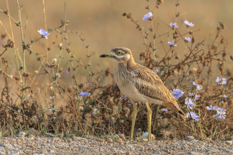 Eurasian Stone Curlew (Burhinus Oedicnemus) Stock Photo - Image of ...