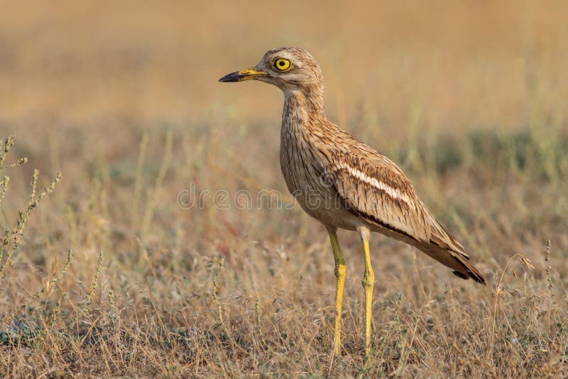 Eurasian Stone Curlew (Burhinus Oedicnemus) Stock Photo - Image of ...