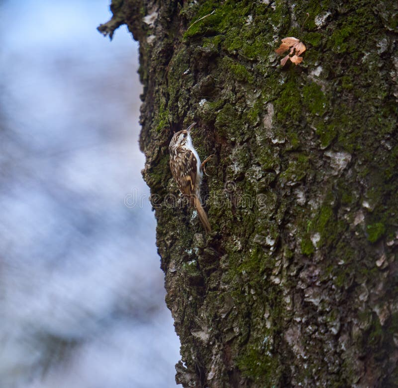 Eurasian Tree Creeper on a Tree Stock Image - Image of bird, beak ...
