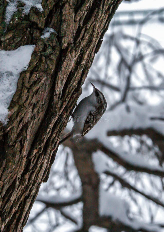 The Eurasian Tree Creeper Common Treecreeper Climbing Up the Tree in ...