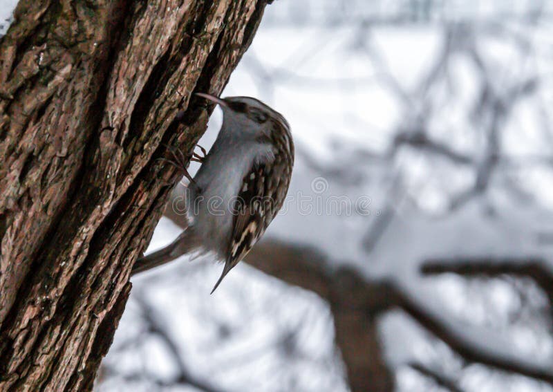 The Eurasian Tree Creeper Common Treecreeper Climbing Up the Tree in ...