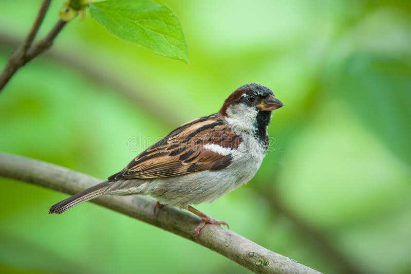 Eurasian Tree Sparrow stock photo. Image of green, sparrow - 14705594