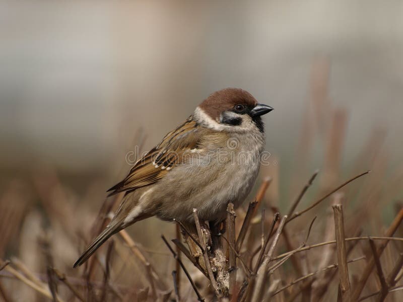 Tree Sparrow Stretched Wing Isolated On White Stock Image - Image of ...