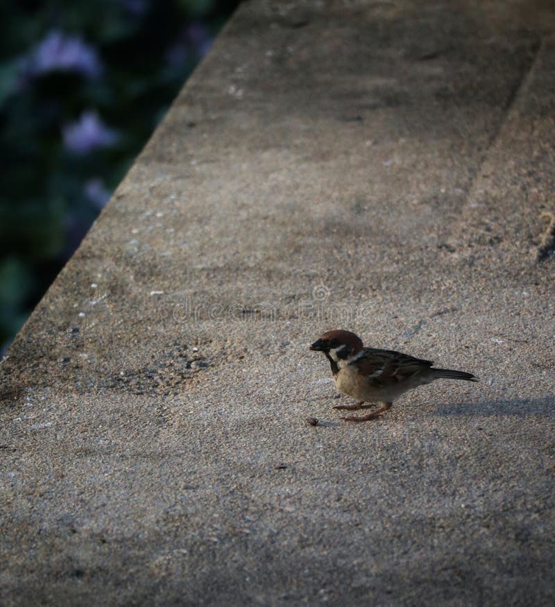 Eurasian Tree Sparrow Bird on Concrete Floor Stock Photo - Image of ... Eurasian Tree Sparrow Bird on Concrete Floor Stock Photo - Image of ...