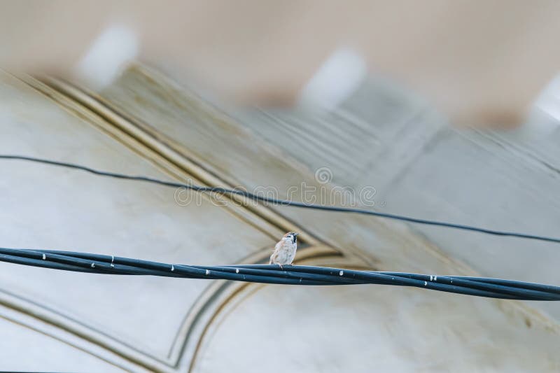 Eurasian Tree Sparrow Bird Perched on the Power Cord or Wire or Line ...