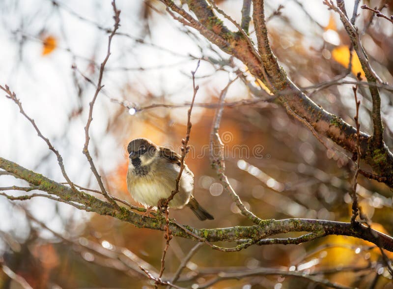 Eurasian Tree Sparrow Bird Sitting on a Tree Stock Photo - Image of ...