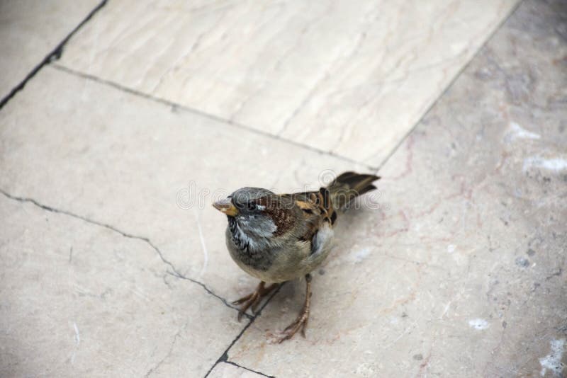 Eurasian Tree Sparrow Bird Standing on Floor Stock Image - Image of ... Eurasian Tree Sparrow Bird Standing on Floor Stock Image - Image of ...