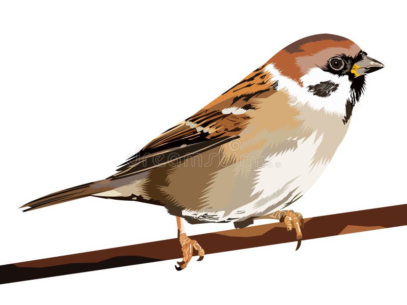 Eurasian Tree Sparrow Bird Vector Stock Vector - Illustration of animal ...