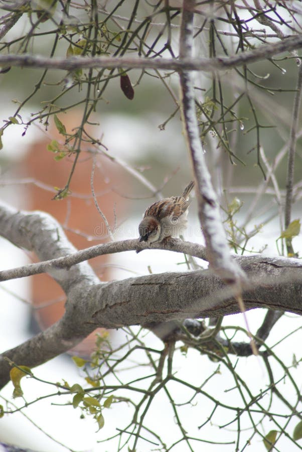 Eurasian Tree Sparrow stock image. Image of winter, passerine - 274819711 Eurasian Tree Sparrow stock image. Image of winter, passerine - 274819711