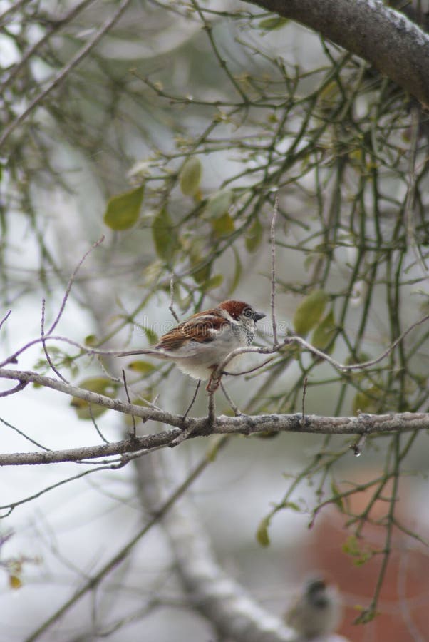 Eurasian Tree Sparrow stock photo. Image of tree, perched - 274819734 Eurasian Tree Sparrow stock photo. Image of tree, perched - 274819734