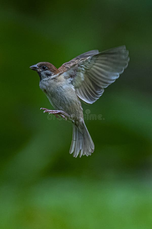 Eurasian Tree Sparrow stock image. Image of texture - 323237655 Eurasian Tree Sparrow stock image. Image of texture - 323237655
