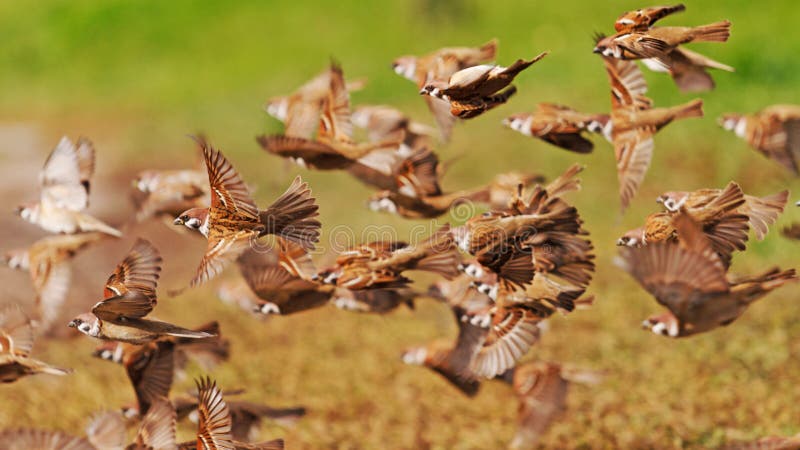 Eurasian Tree Sparrow Flying Flock Stock Photo - Image of garden, feed ...