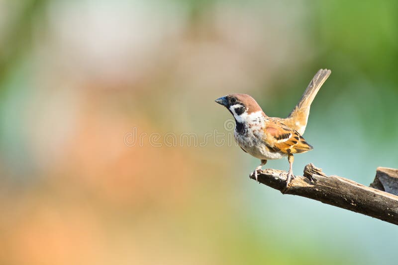 Eurasian Tree-Sparrow stock photo. Image of areas, thailand - 43002388