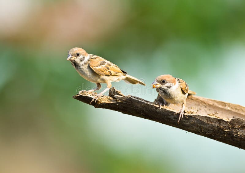 Eurasian Tree-Sparrow stock photo. Image of seeds, asia - 43002430