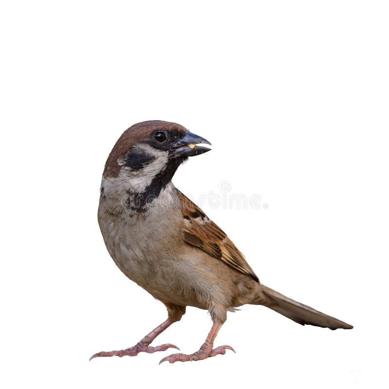 Eurasian Tree Sparrow or Passer Montanus. Stock Photo - Image of ground ...