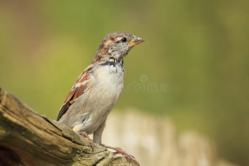 Eurasian tree sparrow stock image. Image of wild, wildlife - 47132399
