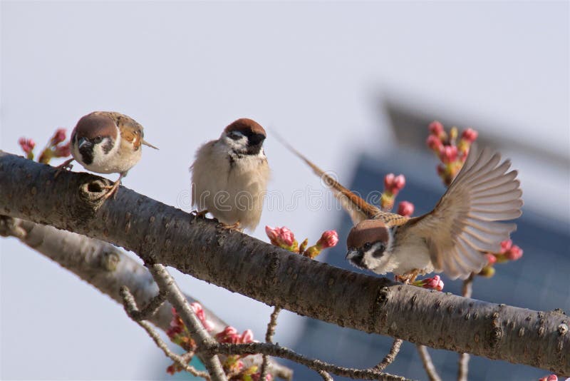 Eurasian Tree Sparrows in Hiroshima Peace Memorial Park Stock Photo ...