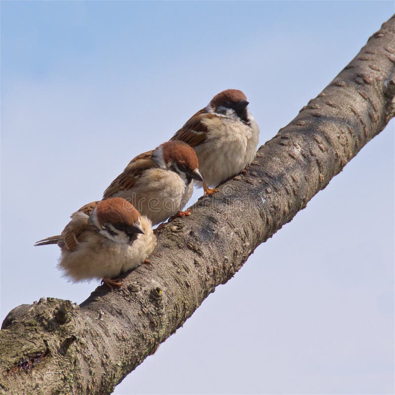 Eurasian Tree Sparrows in Hiroshima Peace Memorial Park Stock Image ...