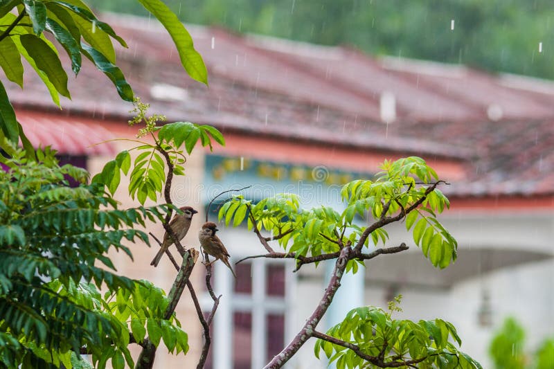 Eurasian Tree Sparrows in the Rain Stock Image - Image of black ...