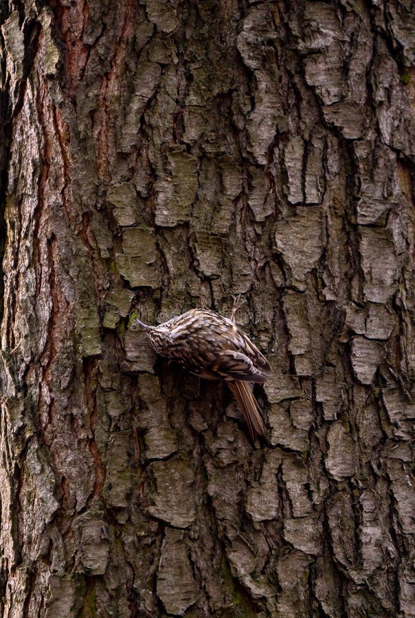 Eurasian Treecreeper or Common Treecreeper Sitting on Tree Stock Photo ...