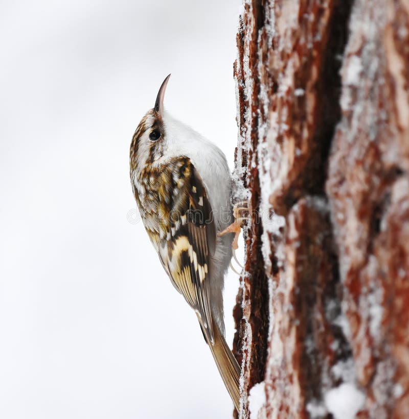 Eurasian Treecreeper or Common Treecreeper (Certhia Familiaris ...