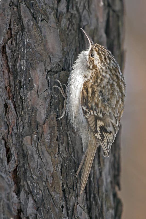 Eurasian Treecreeper Sitting on the Tree Stock Photo - Image of ...