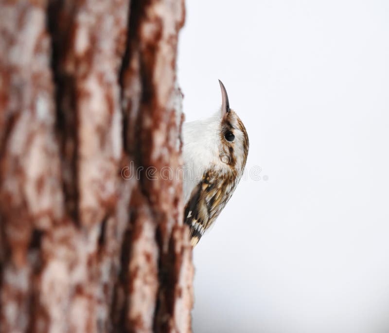 Eurasian Treecreeper or Common Treecreeper (Certhia Familiaris) Peeking ...