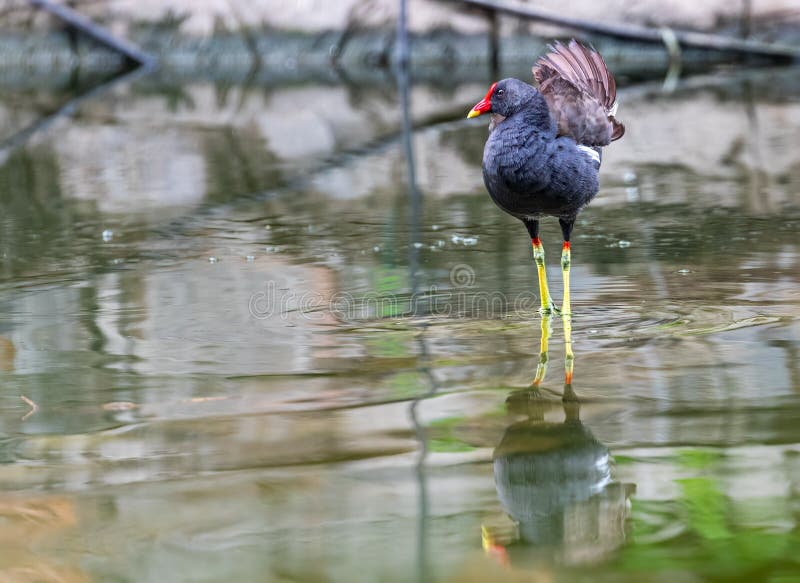 Eurasian Water Hen in a Lake Stock Image - Image of wading, lake: 253045173