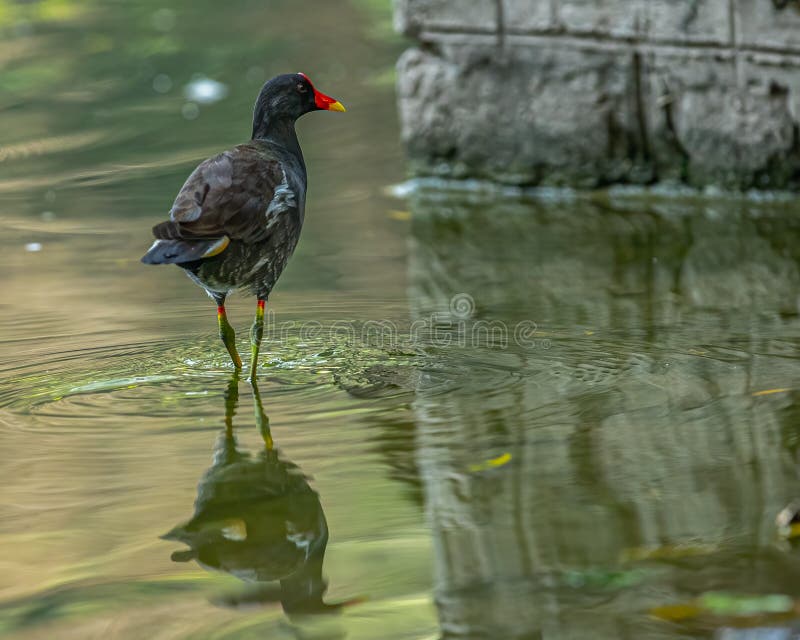 A Eurasian waterhen stock photo. Image of swamp, common - 267479826