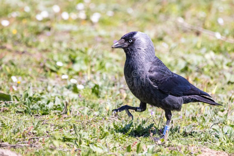 Eurasian or Western Jackdaw Corvus Monedula or Coloeus Monedula in a ...
