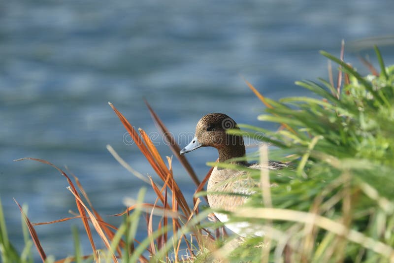 Wigeon Rhide Stock Photos - Free & Royalty-Free Stock Photos from ...