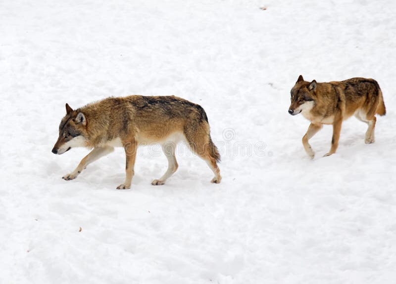 Eurasian wolf pack in snow stock photo. Image of wildlife - 8464362