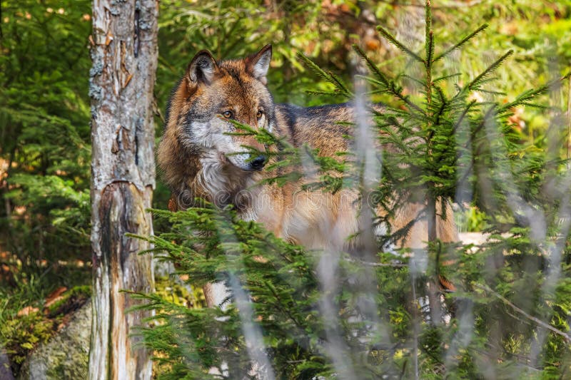 Eurasian Wolf (Canis Lupus Lupus) Covered by a Thicket Stock Image ...