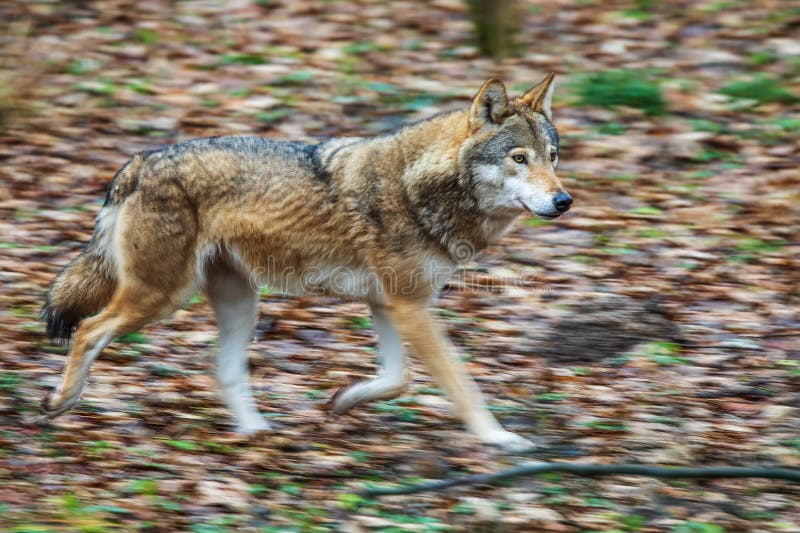 Eurasian Wolf (Canis Lupus Lupus) Fast Running Stock Image - Image of ...