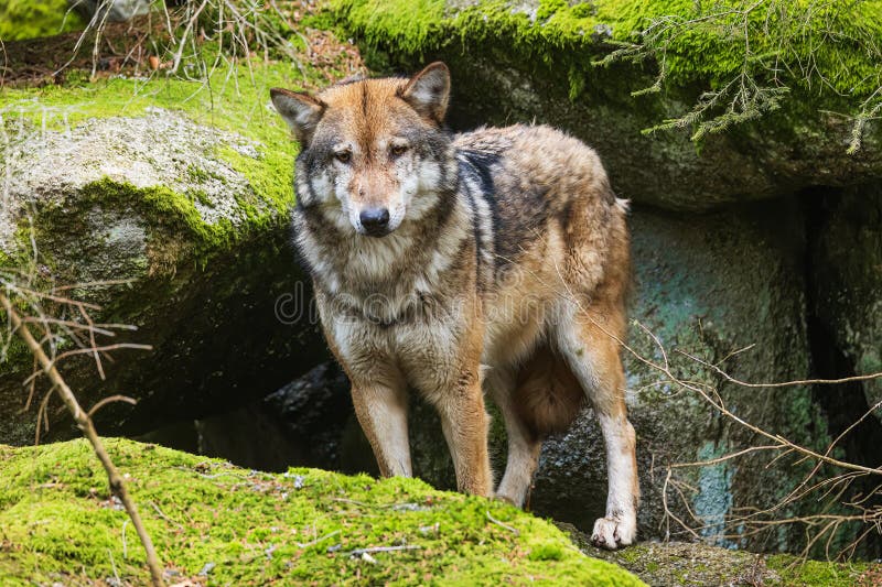 Eurasian Wolf (Canis Lupus Lupus) in Front of the Lair Stock Photo ...