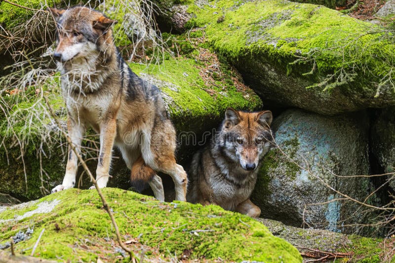 Eurasian Wolf (Canis Lupus Lupus) in Front of the Lair Stock Photo ...