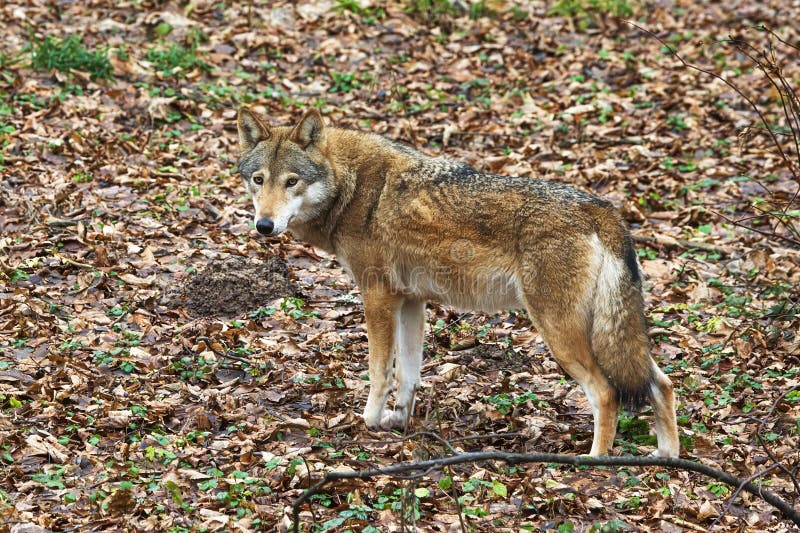 Eurasian Wolf (Canis Lupus Lupus) Looking Back Over His Back Stock ...