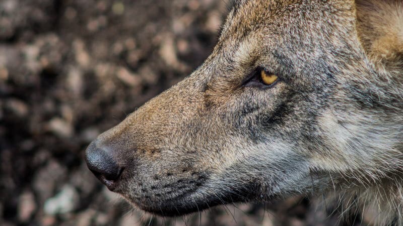 410 Wolf Side Face Stock Photos - Free & Royalty-Free Stock Photos from ...