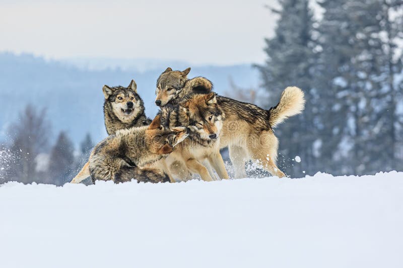 Eurasian Wolf (Canis Lupus Lupus) the Pack is Fighting Stock Photo ...