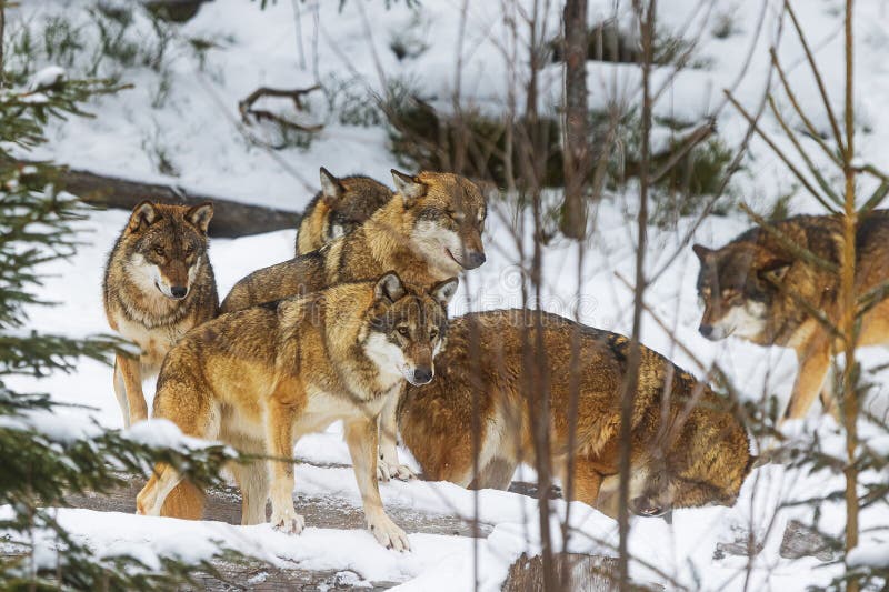 Eurasian Wolf (Canis Lupus Lupus) Pack in the Winter Forest Stock Image ...