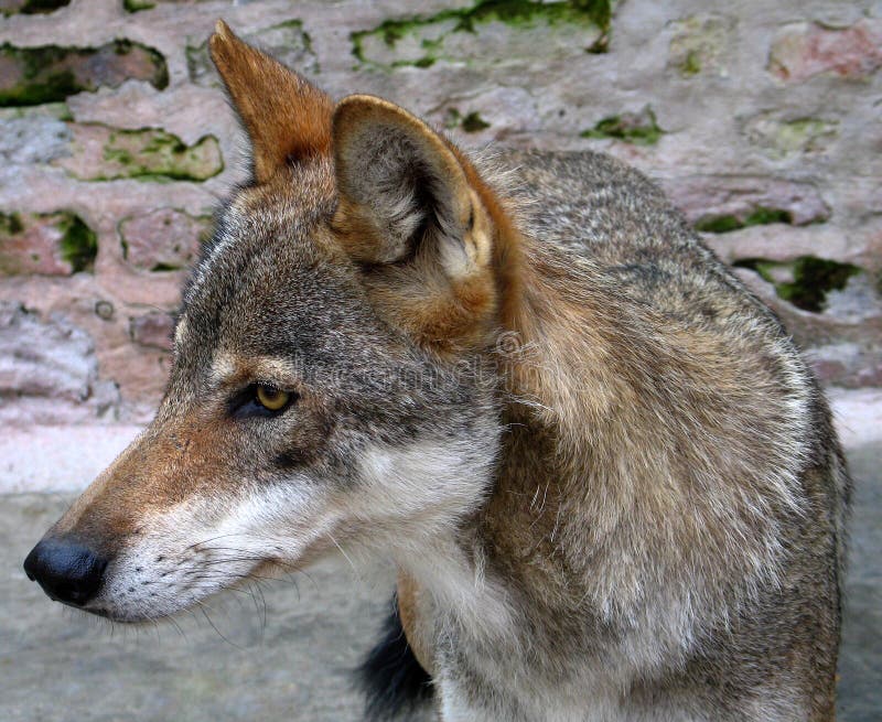 Eurasian Wolf (Canis Lupus Lupus) Stock Photo - Image of common, canis ...