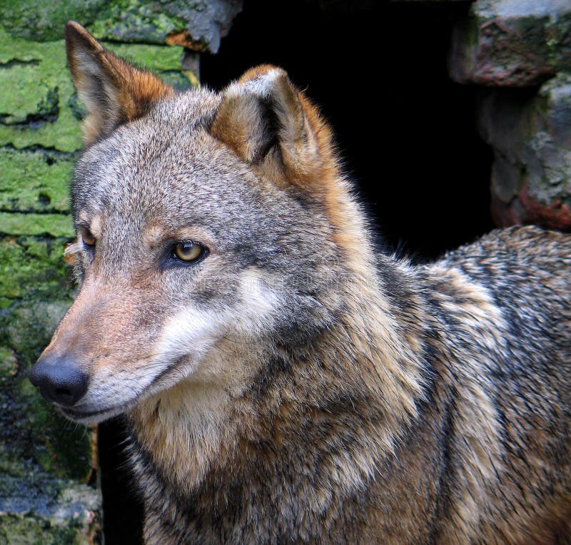 Eurasian Wolf (Canis Lupus Lupus) Stock Photo - Image of lupus ...