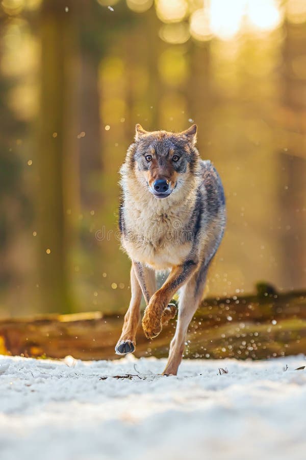Eurasian Wolf (Canis Lupus Lupus) Running through the Snow in the ...