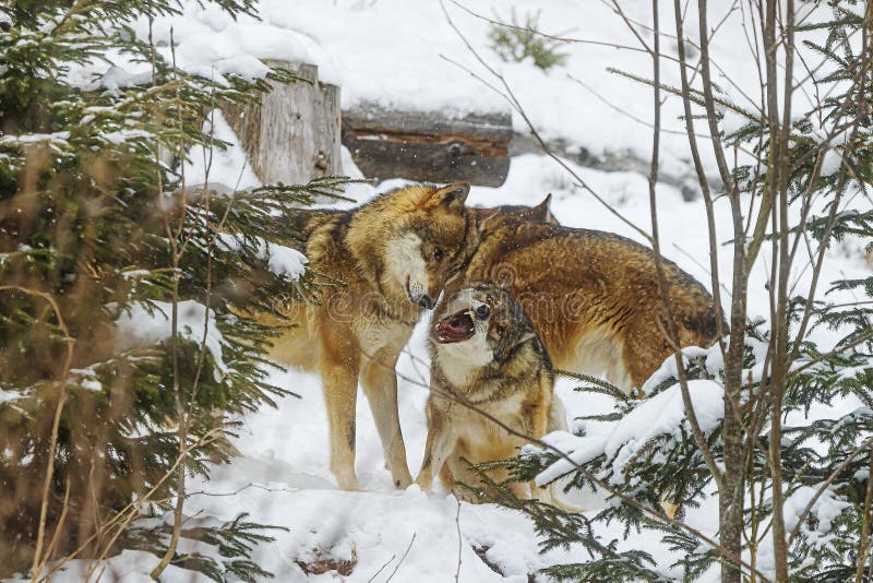 Eurasian Wolf Canis Lupus Lupus a Small Pack in the Snow Stock Photo ...
