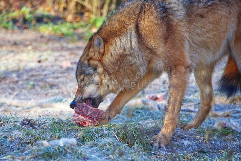 Eurasian Wolf Devouring a Piece of Meat Stock Photo - Image of brown ...