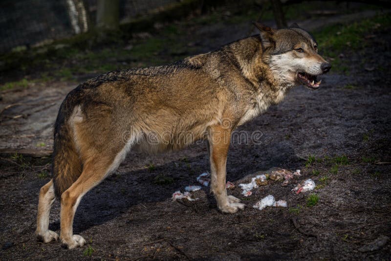 Eurasian Wolf Eating Its Prey Stock Photo - Image of nature, canis ...