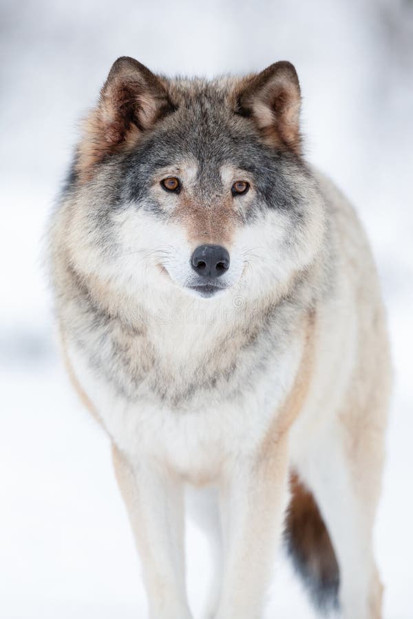 Eurasian Wolf Looking Away in a White Winter Landscape Stock Photo ...